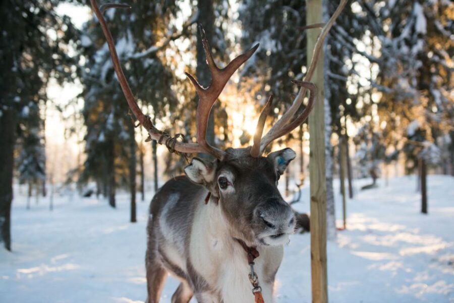 Rovaniemi: Daytime Reindeer Sleigh Ride - Insights from Travelers’ Reviews