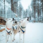 Rovaniemi: Early Winter Husky Sled Ride - Authenticity and Guide Quality
