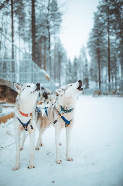 Rovaniemi: Early Winter Husky Sled Ride - Authenticity and Guide Quality
