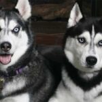 Rovaniemi: Family Friendly Husky Ride and Farm Visit - Practical Tips & Considerations