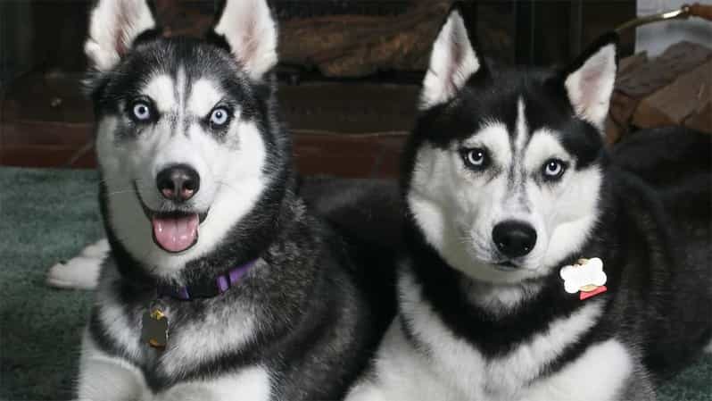 Rovaniemi: Family Friendly Husky Ride and Farm Visit - Practical Tips & Considerations