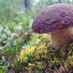 Rovaniemi forest foraging adventure: Pick, Prepare, Savor - Discovering the Forest with Helios Tour