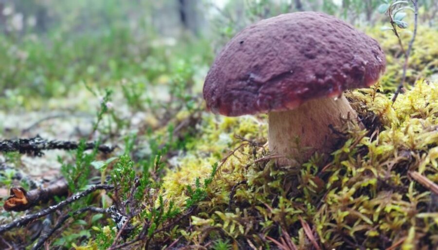 Rovaniemi forest foraging adventure: Pick, Prepare, Savor - Discovering the Forest with Helios Tour