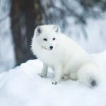 Rovaniemi: Full-Day Highlights Tour with Buffet Lunch - Santa Claus Village: A Fairy-Tale Destination