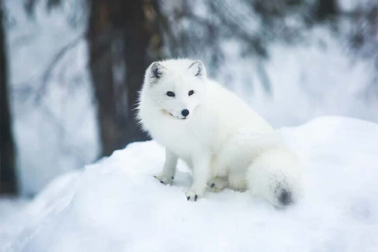 Rovaniemi: Full-Day Highlights Tour with Buffet Lunch - Santa Claus Village: A Fairy-Tale Destination