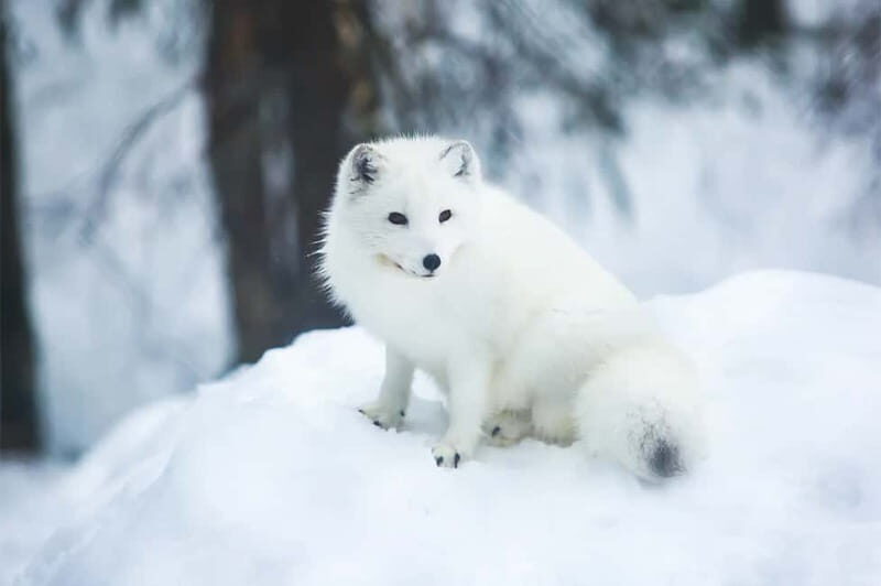 Rovaniemi: Full-Day Highlights Tour with Buffet Lunch - Santa Claus Village: A Fairy-Tale Destination
