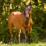Rovaniemi: Horse Riding in Arctic Wilderness - A Gentle, Guided Ride through Forest Trails