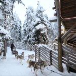 Rovaniemi: Husky and reindeer farm visit with sleigh rides - Who Will Love This Experience?