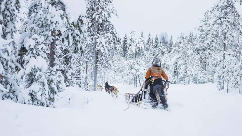 Rovaniemi: Husky & Reindeer Experience with Snowmobile Ride - The Value and Real-World Insights