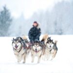 Rovaniemi: Husky Safari on a Snowy Trail - An In-Depth Look at the Husky Safari Experience