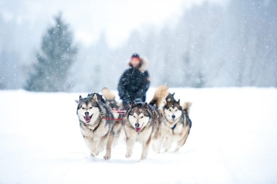 Rovaniemi: Husky Safari on a Snowy Trail - An In-Depth Look at the Husky Safari Experience