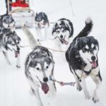 Rovaniemi: Husky Sled Ride and Farm Visit - Analyzing the Value