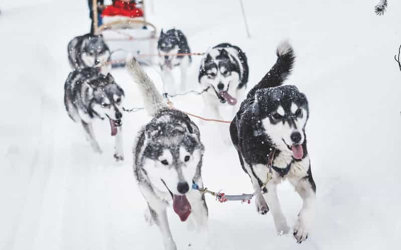 Rovaniemi: Husky Sled Ride and Farm Visit - Analyzing the Value
