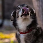 Rovaniemi: Modern husky kennel tour and cart ride in summer - A Detailed Look at the Experience