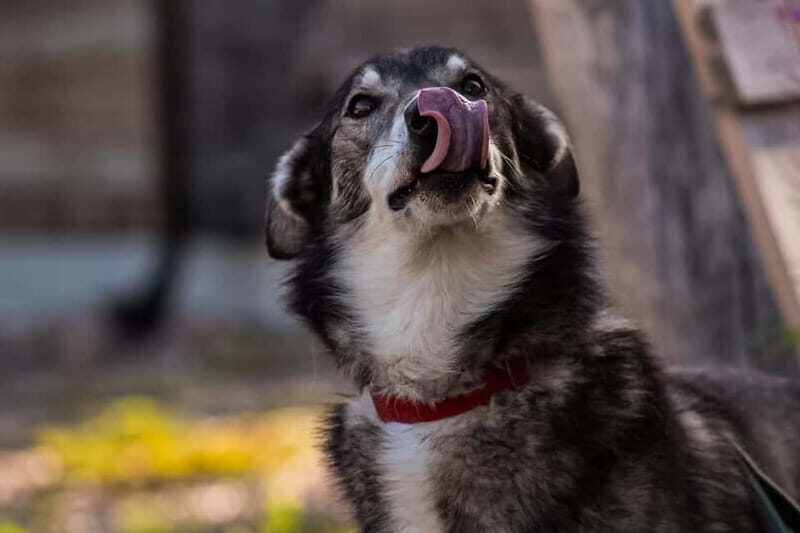 Rovaniemi: Modern husky kennel tour and cart ride in summer - A Detailed Look at the Experience