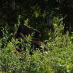 Rovaniemi: Moose Spotting Safari with good snacks - The Journey Itself: What to Expect