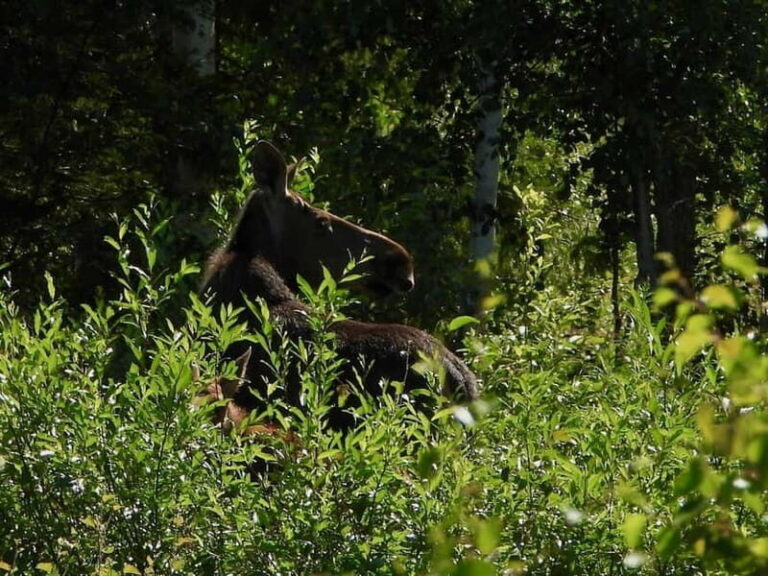 Rovaniemi: Moose Spotting Safari with good snacks - The Journey Itself: What to Expect