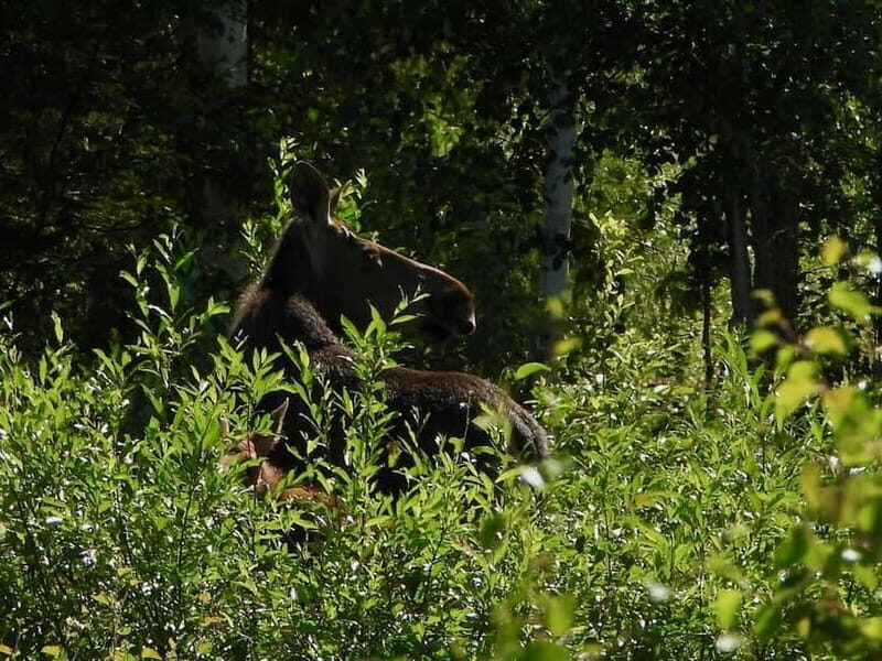 Rovaniemi: Moose Spotting Safari with good snacks - The Journey Itself: What to Expect