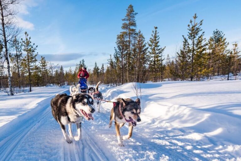 Rovaniemi: One Hour Husky Experience - The Sum Up — The Real Value of a Husky Sled Ride in Lapland