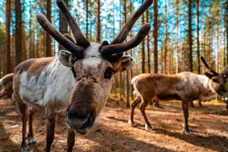 Rovaniemi: Quad Bike Safari, Reindeer & Husky Farm Visit - Who Should Consider This Tour?