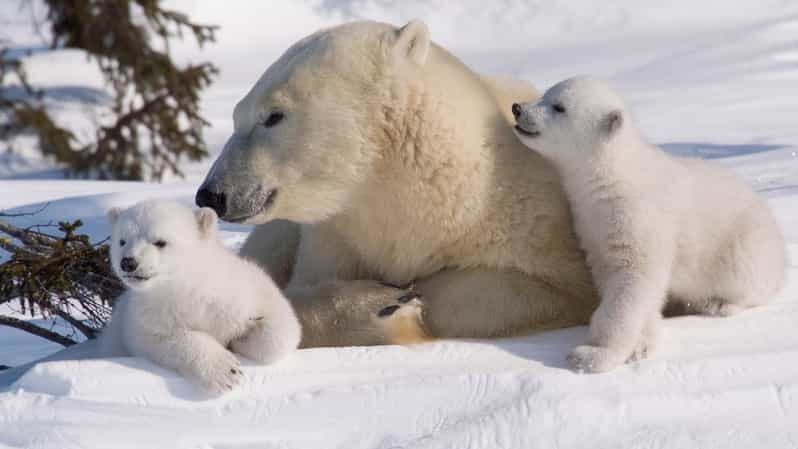 Rovaniemi: Ranua Zoo Visit with Lunch - Is This Tour Worth the Cost?