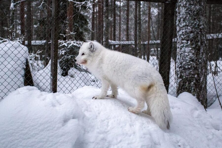 Rovaniemi: Ranua Zoo Wildlife Park Tour with hotel pickup - Final Words