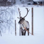 Rovaniemi: Reindeer Experience with Sleigh Ride - The Sum Up