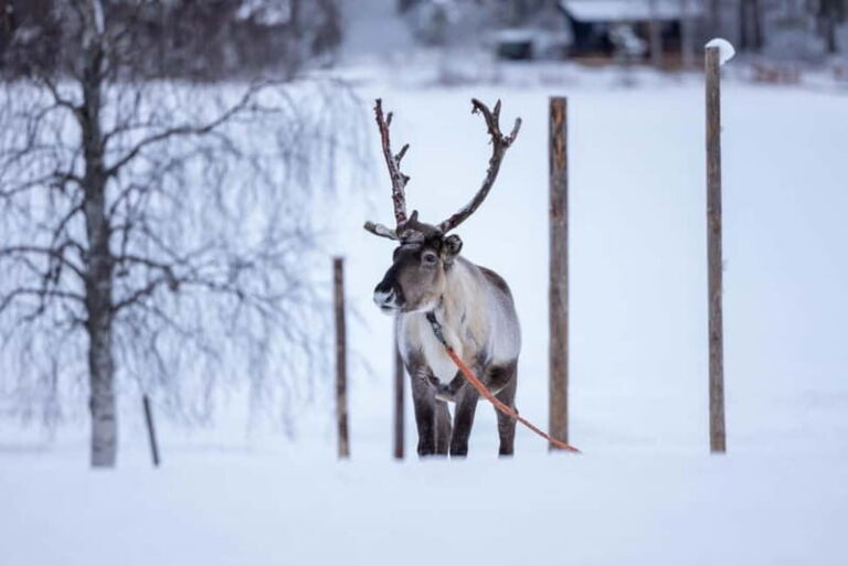 Rovaniemi: Reindeer Experience with Sleigh Ride - The Sum Up
