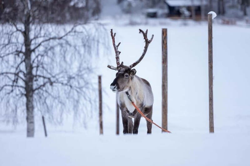 Rovaniemi: Reindeer Experience with Sleigh Ride - The Sum Up