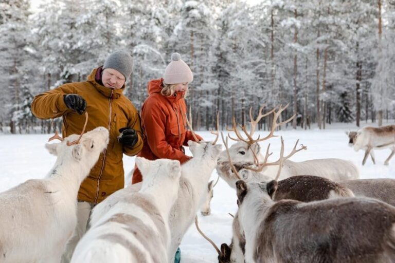 Rovaniemi: Reindeer Farm Visit and Sleigh Ride with transfer - How This Tour Fits into Your Rovaniemi Visit