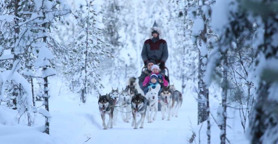 Rovaniemi: Self-Drive Husky Sleigh Ride Adventure - Meeting the Huskies and Learning the Ropes
