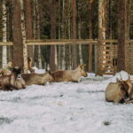 Rovaniemi: Trip to Ranua Zoo with Tickets - A Scenic Journey Through Lapland