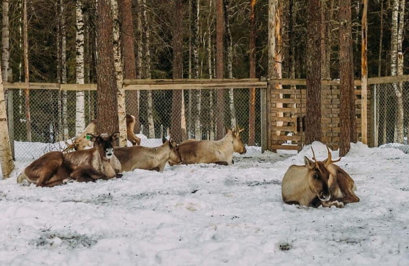 Rovaniemi: Trip to Ranua Zoo with Tickets - A Scenic Journey Through Lapland