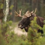 Rovaniemi: Wild Moose Safari - Who Will Love This Tour?