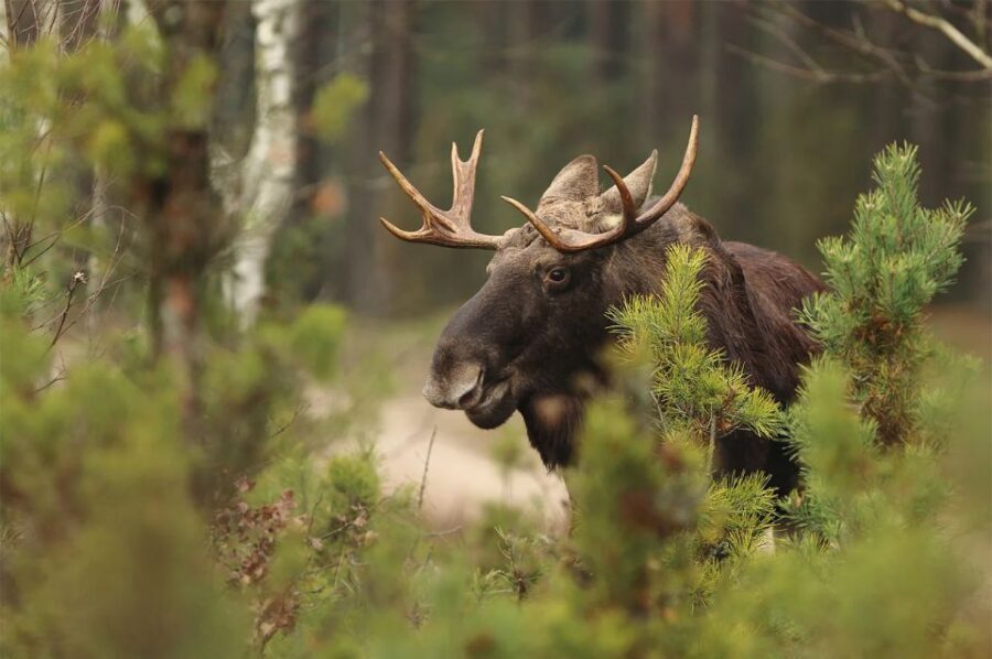 Rovaniemi: Wild Moose Safari - Who Will Love This Tour?