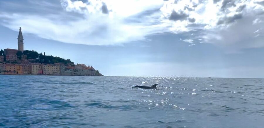 Rovinj: BUBA SUNSET KAYAK, snorkeling&driknks incuded - Itinerary Breakdown: What You Can Expect