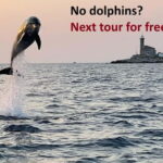 Rovinj: Dolphin Watching Sunset Speedboat Tour with Drinks - A Close Look at the Rovinj Dolphin Watching Sunset Speedboat Tour