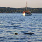 Rovinj: Fish picnic with sunset and dolphin watching - An In-Depth Look at the Rovinj Fish Picnic Tour
