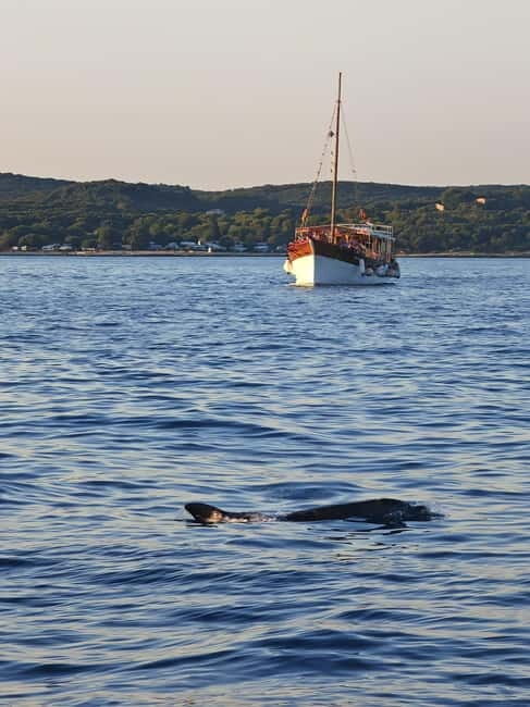 Rovinj: Fish picnic with sunset and dolphin watching - An In-Depth Look at the Rovinj Fish Picnic Tour