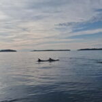 Rovinj: Shared Dolphin and Sunset Tour with Drinks - The Itinerary Breakdown