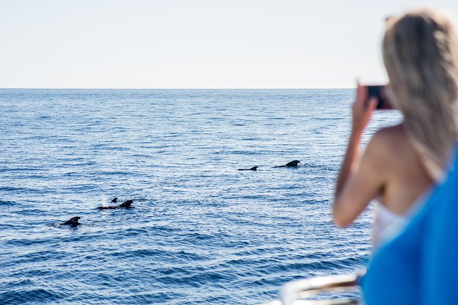 Royal Delfin - 4'5H Dolphin & Whale Watching - Los Gigantes Masca - Lunch & Swim - A Practical Review of the Royal Delfin’s Dolphin & Whale Watching Tour in Tenerife