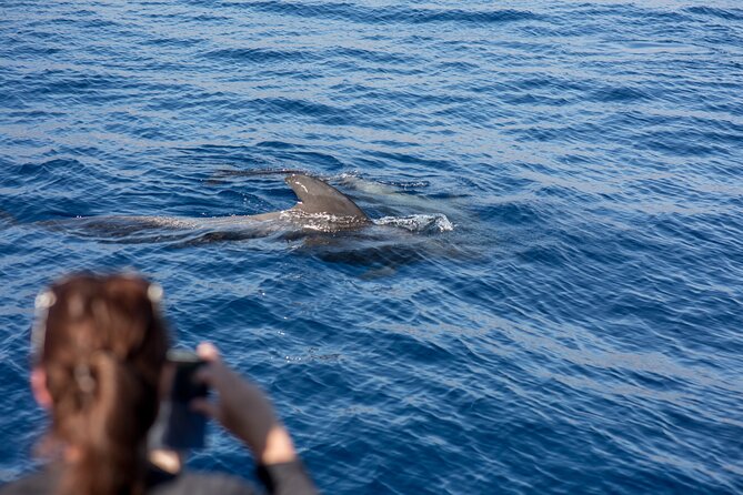 Royal Dolphin Whale watching excursion - An In-Depth Look at the Royal Dolphin Whale Watching Experience