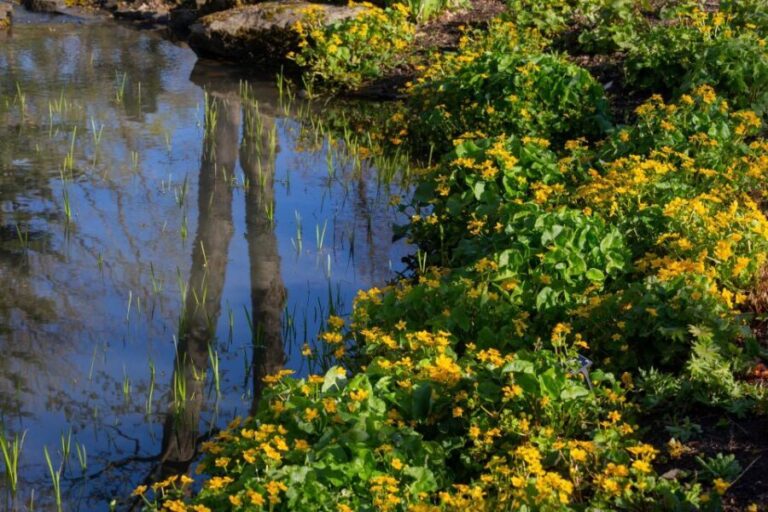 Royal Horticultural Society: Harlow Carr Garden Ticket - The Itinerary: What Makes It Special