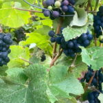 Ruinart Champagne Half day Private trip from Paris - Pricing and Value
