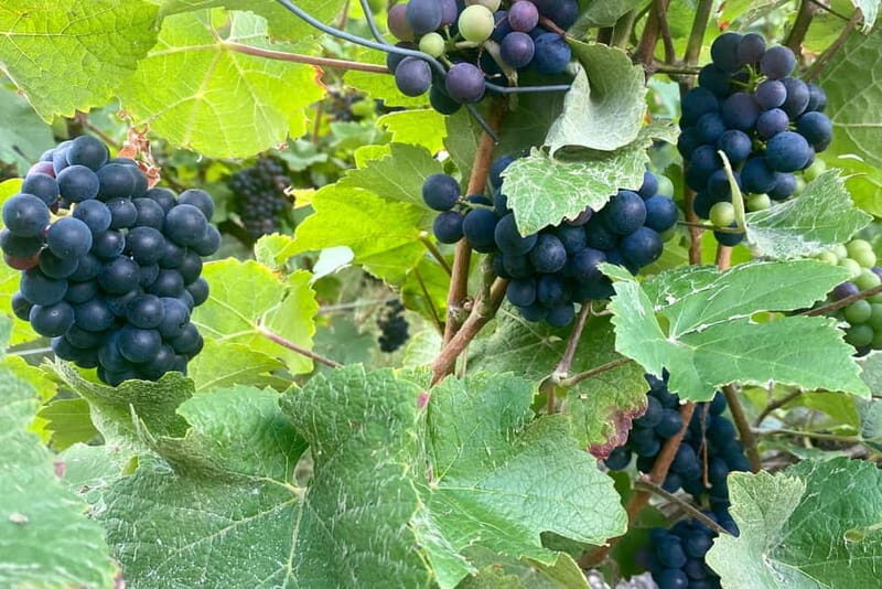 Ruinart Champagne Half day Private trip from Paris - Pricing and Value