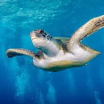 S. Tenerife: Exciting Boat Dive for Beginners to Turtle Bay - The Sum Up
