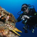 S Tenerife: Guided Boat Dive for Qualified Divers - The Dive Itself: A Closer Look