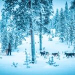 Saariselkä: Husky Safari with Aurora Borealis Hunt - Key Points