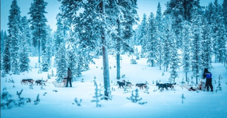 Saariselkä: Husky Safari with Aurora Borealis Hunt - Key Points