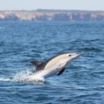 Sagres: Dolphin Watching Tour - Real Feedback from Travelers